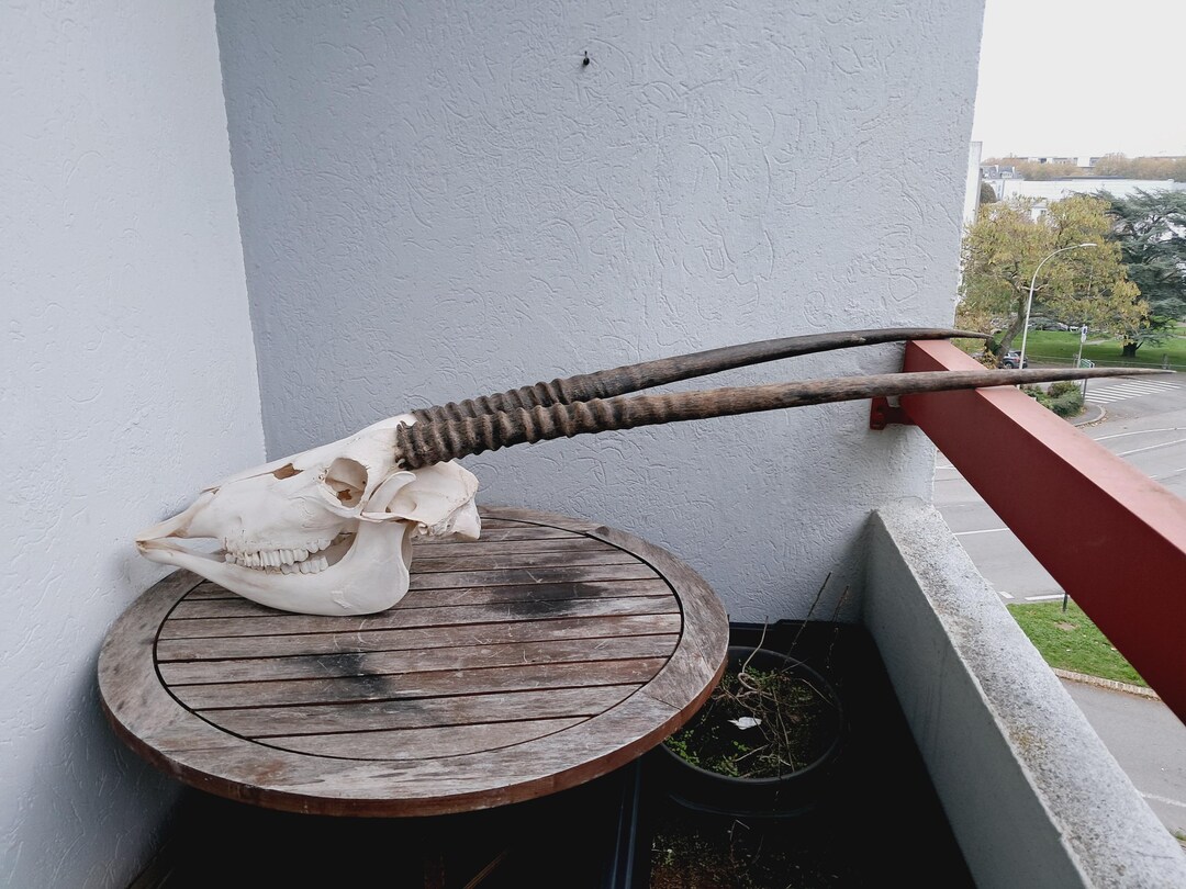 Oryx Skull With Jaw Oryx Gazella - Etsy