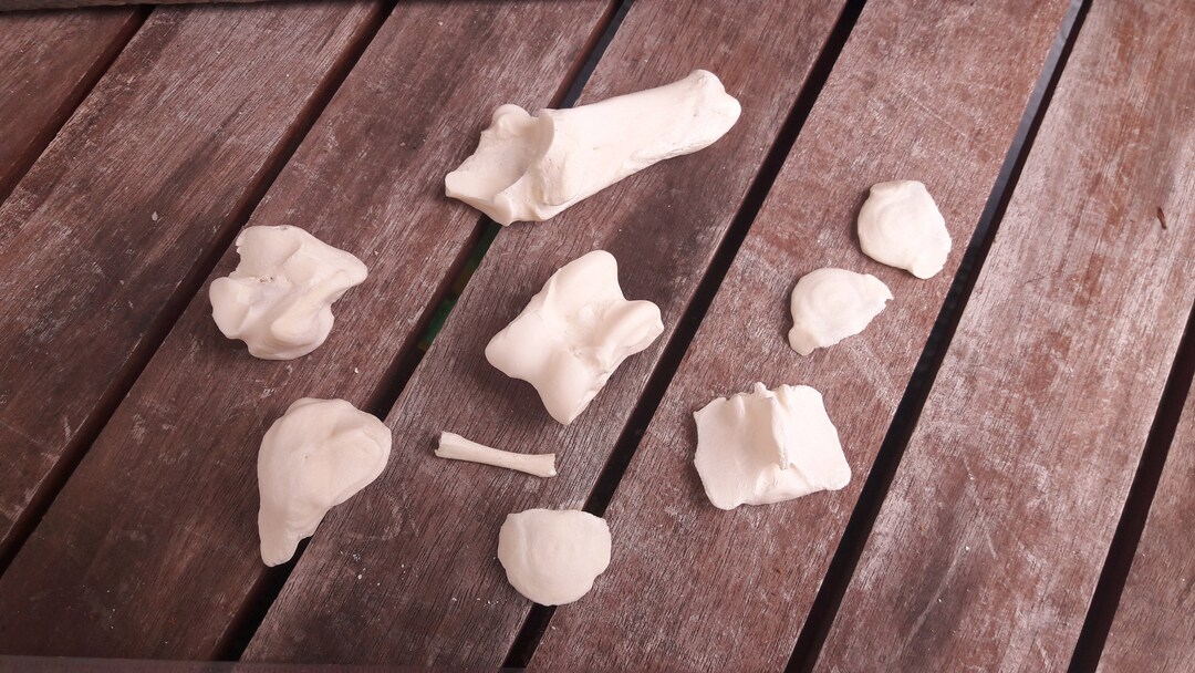 Lot of Sheep Leg and Tail Bones - Etsy