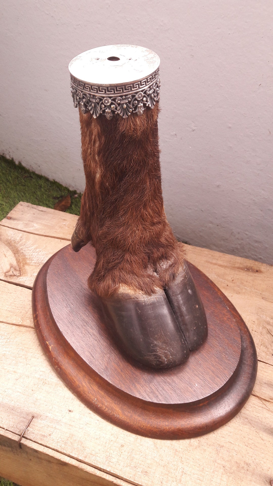 Taxidermy of a Caffer Buffalo Leg (syncerus Caffer) - Etsy