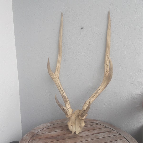 Deer Trophy - Etsy