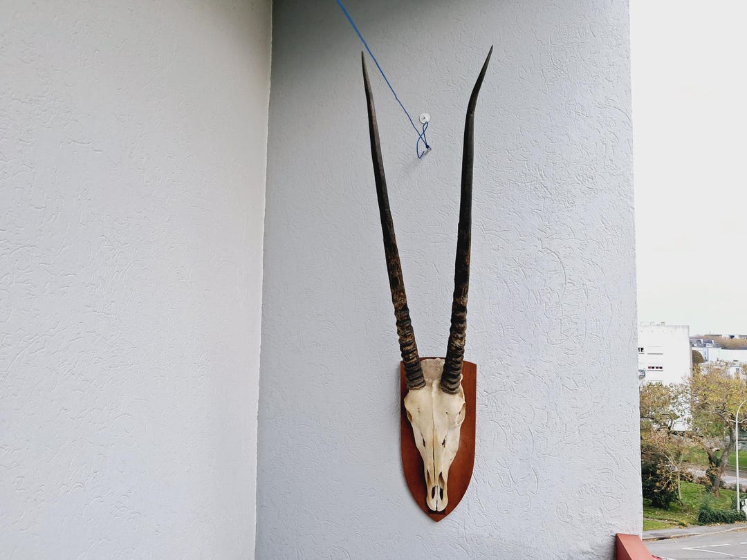 Oryx Trophy on Shield With Large Horns 0810 - Etsy