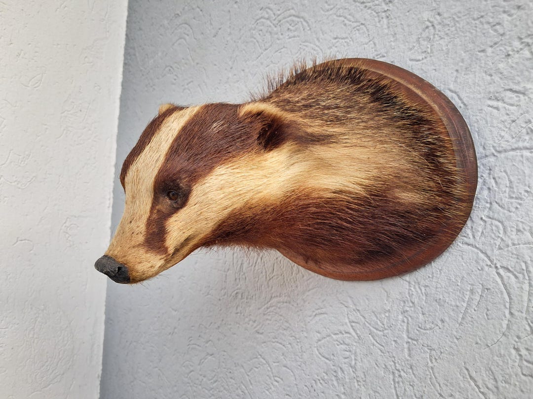 Taxidermy European Badger Head - Etsy