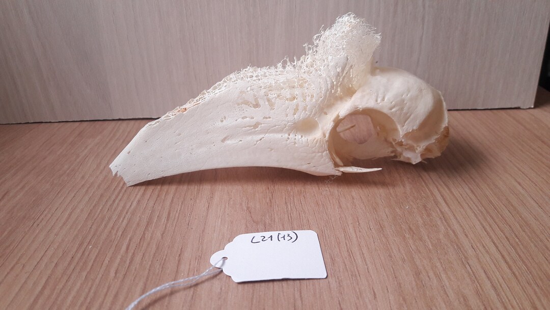 White-thighed Hornbill Skull Without Beak Sheath Bycanistes - Etsy