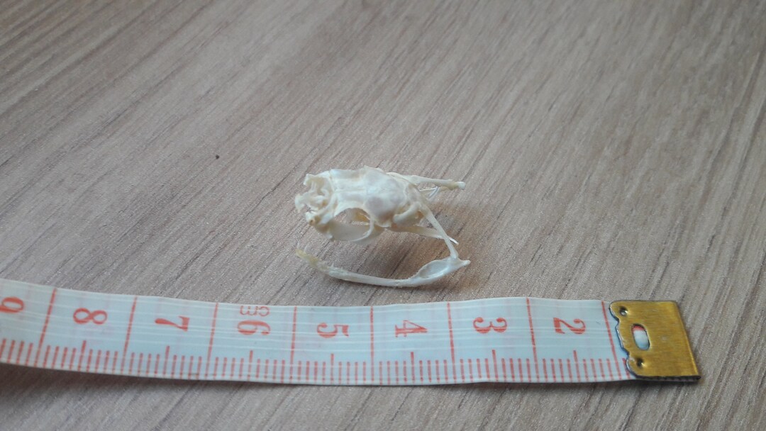 Skull of Juvenile West Gabon Viper Rhinoceros Bitis - Etsy