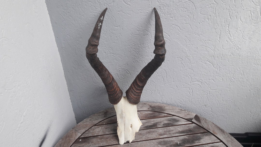 Massacre of Red Hartebeest Alcelaphus Buselaphus - Etsy