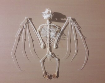 Real Bat Skeleton - Etsy