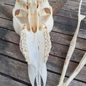 Impala Skull With Jaw (aepyceros Melampus) - Etsy