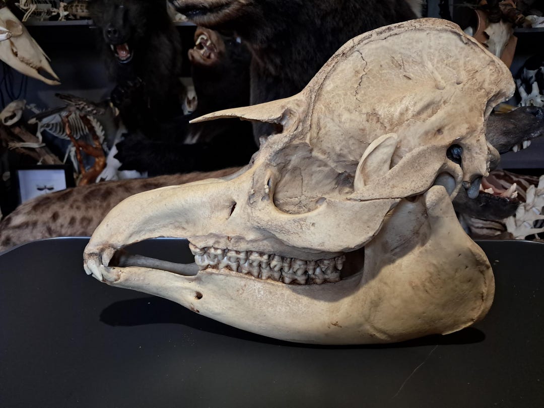 Tapir Skull Replica - Etsy