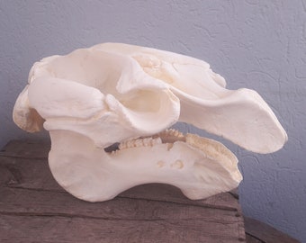 Hallstatt Skull Replica - Etsy