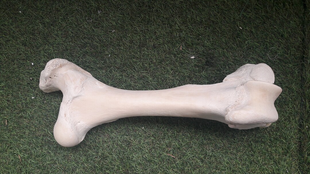 Giraffe Femur Giraffa Camelopardalis - Etsy