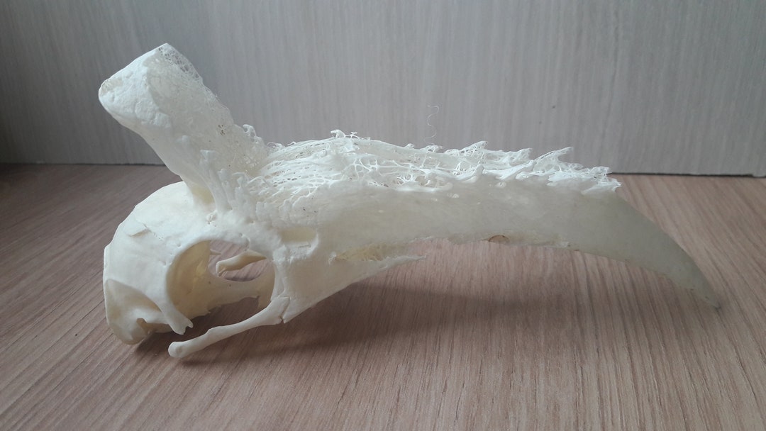 White-thighed Hornbill Skull Without Beak Sheath Bycanistes ...