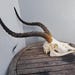 Impala Skull With Jaw (aepyceros Melampus) - Etsy