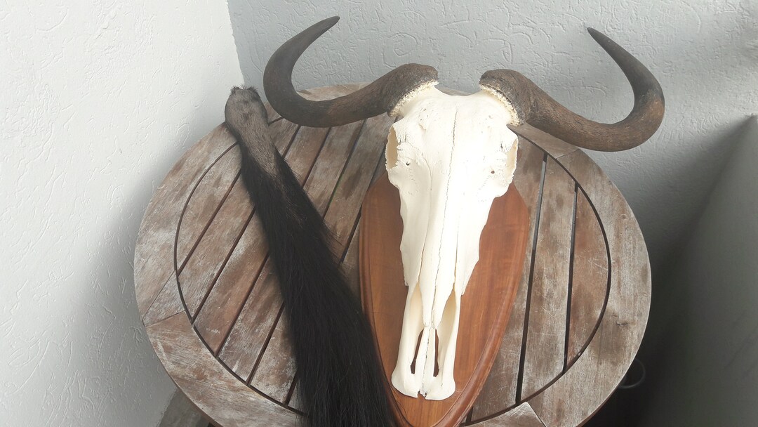 Blue Wildebeest Trophy With Stuffed Tail - Etsy