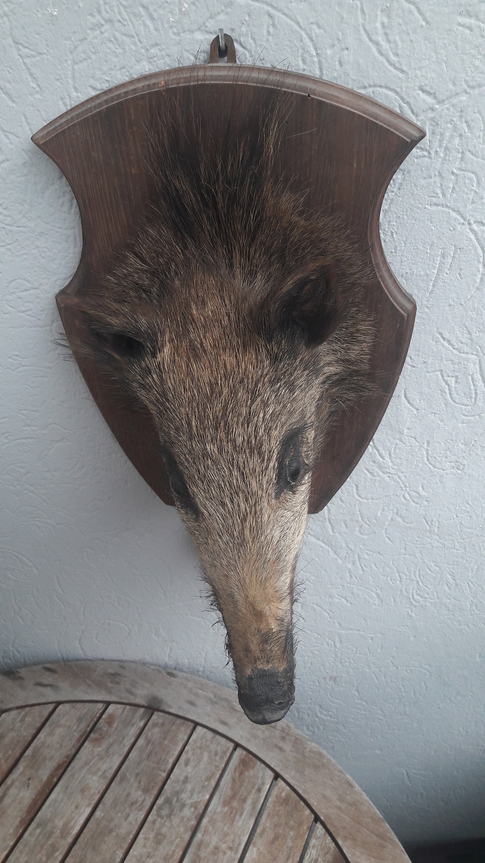 Taxidermy Head of a Young Boar on Crest - Etsy UK