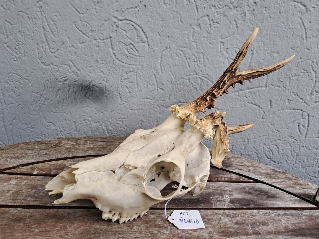 Deer Skull Weird Head #707 - Etsy