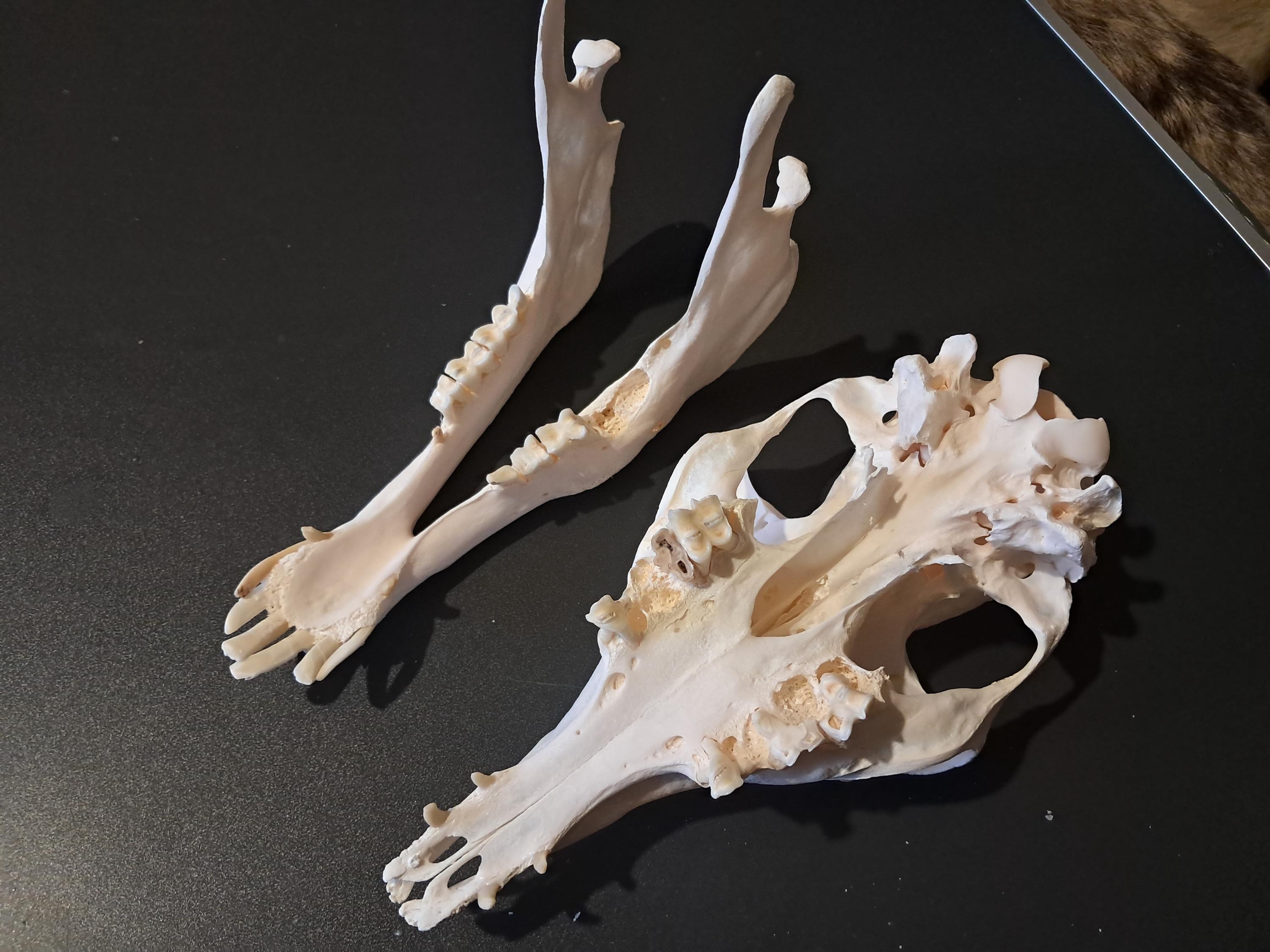 Alpaca Skull