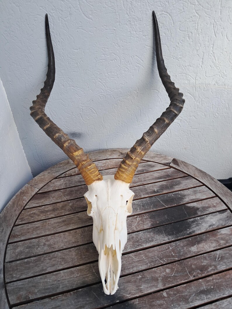 Impala Skull With Jaw (aepyceros Melampus) - Etsy