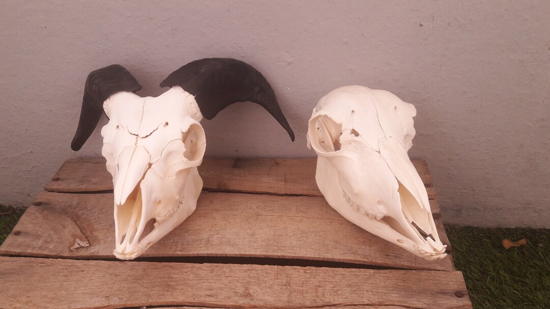 Lot of Ram Skulls From Cameroon Male and Female - Etsy