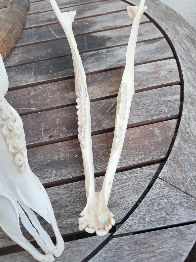 Impala Skull With Jaw (aepyceros Melampus) - Etsy