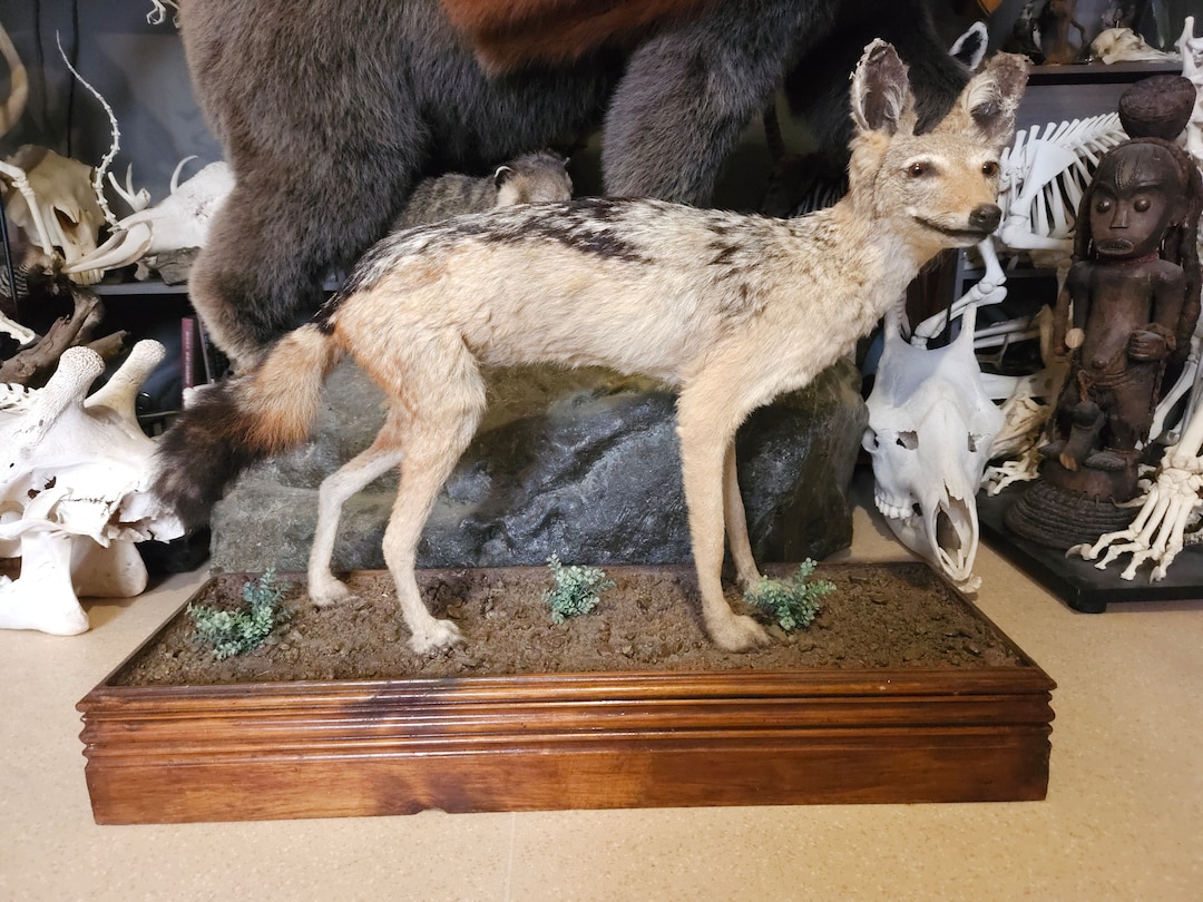 Black-backed Jackal Full Body Taxidermy; Lupulella Mesomelas - Etsy