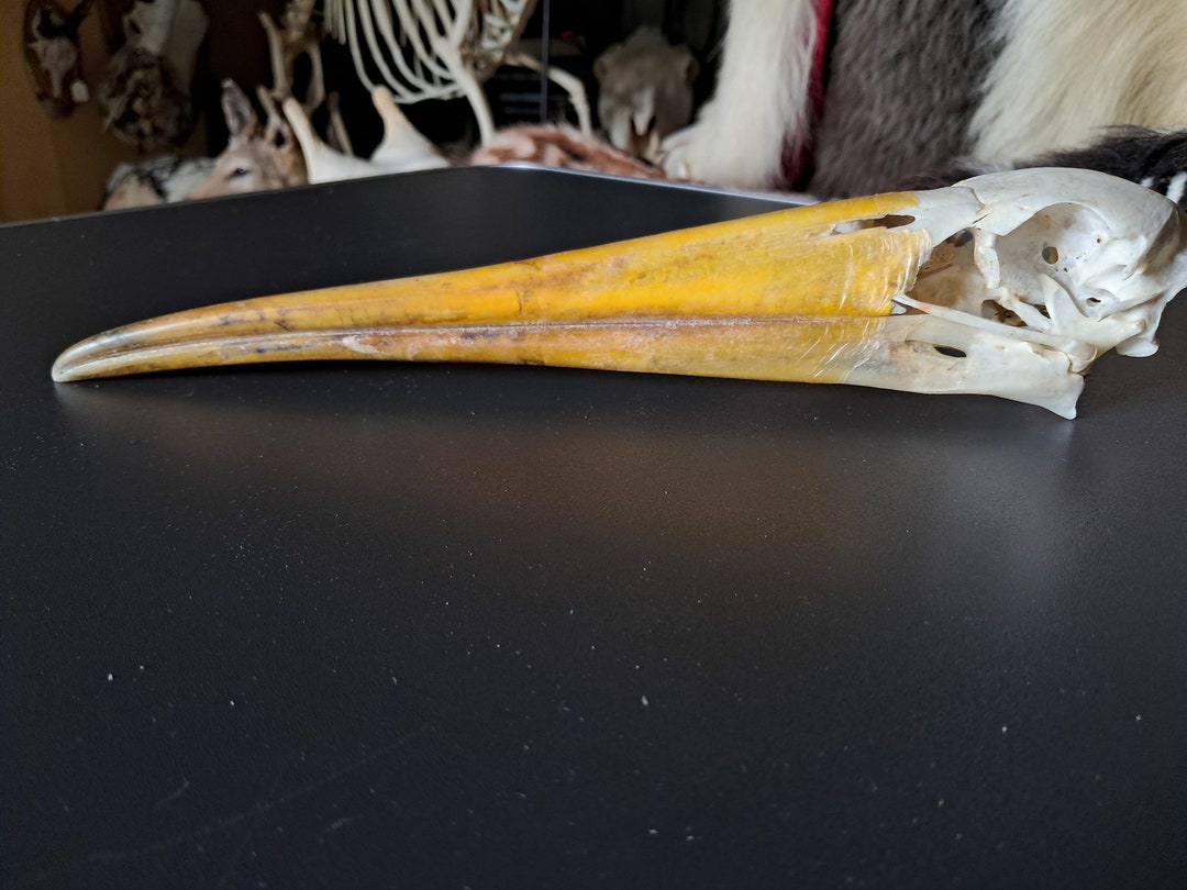 Skull of Tantalus Ibis African Yellow-billed Stork Mycteria Ibis 6 - Etsy