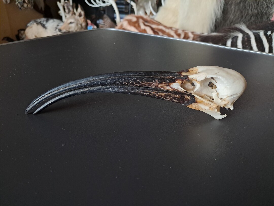 Sacred Ibis Skull Threskiornis Aethiopicus - Etsy