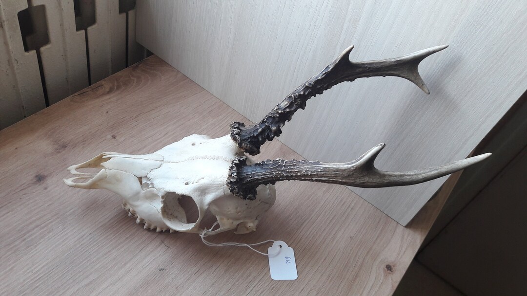 Deer Skull With wry Nose Pathology 632 - Etsy UK