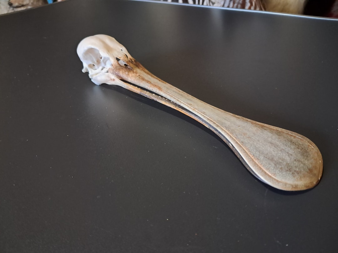 Skull of African Spoonbill Platalea Alba - Etsy