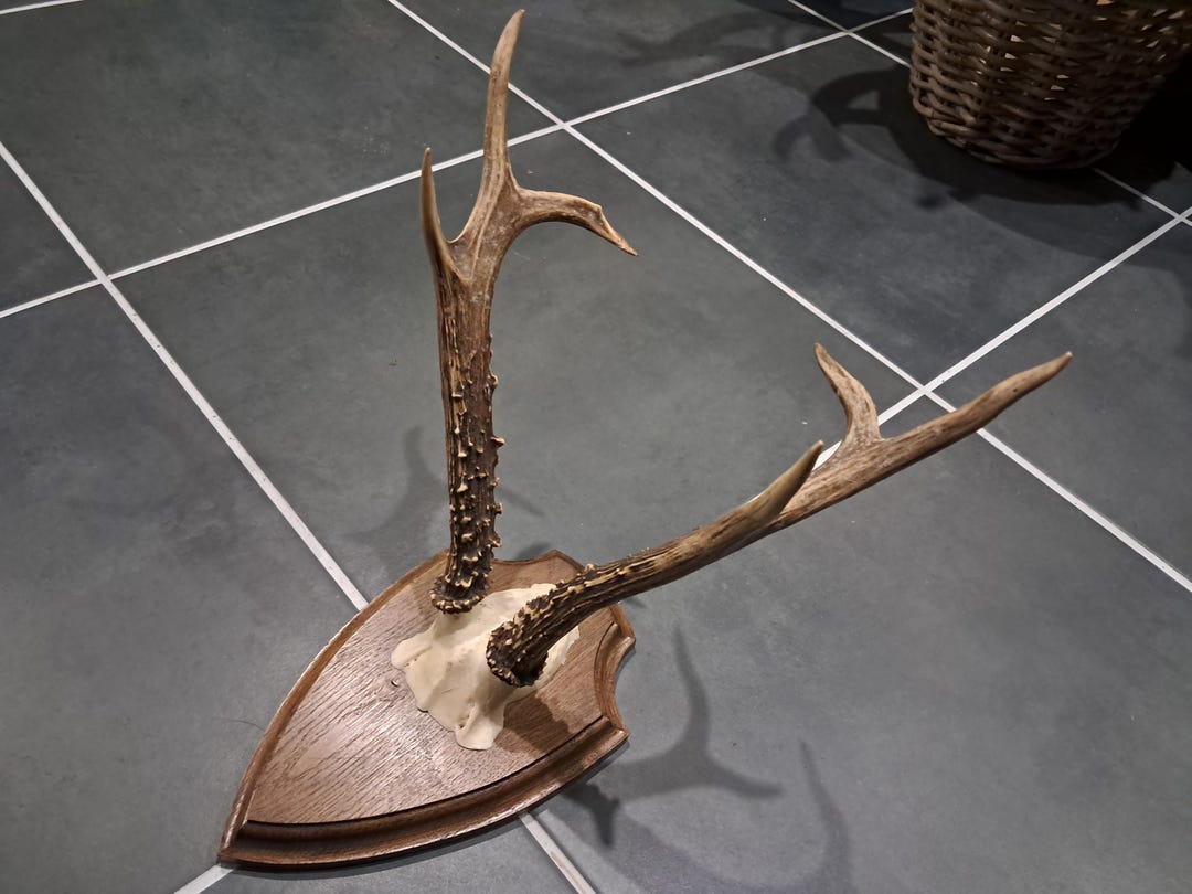 Siberian Roe Deer Trophy on a Shield; Capreolus Pygargus #L1712(2) - Etsy