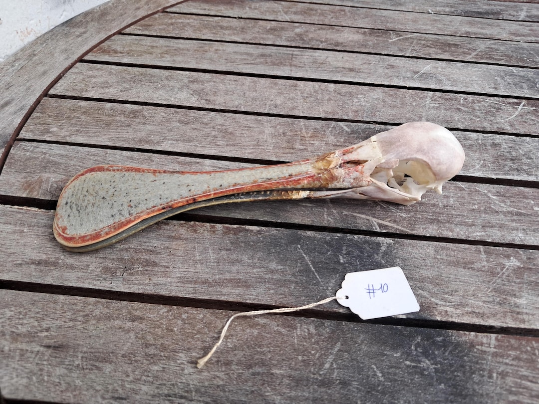 African Spoonbill Skull Platalea Alba 10 - Etsy