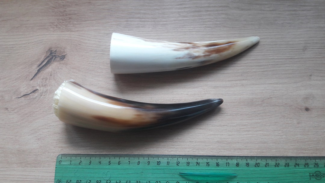 Set of 2 Polished Cow Horns - Etsy UK