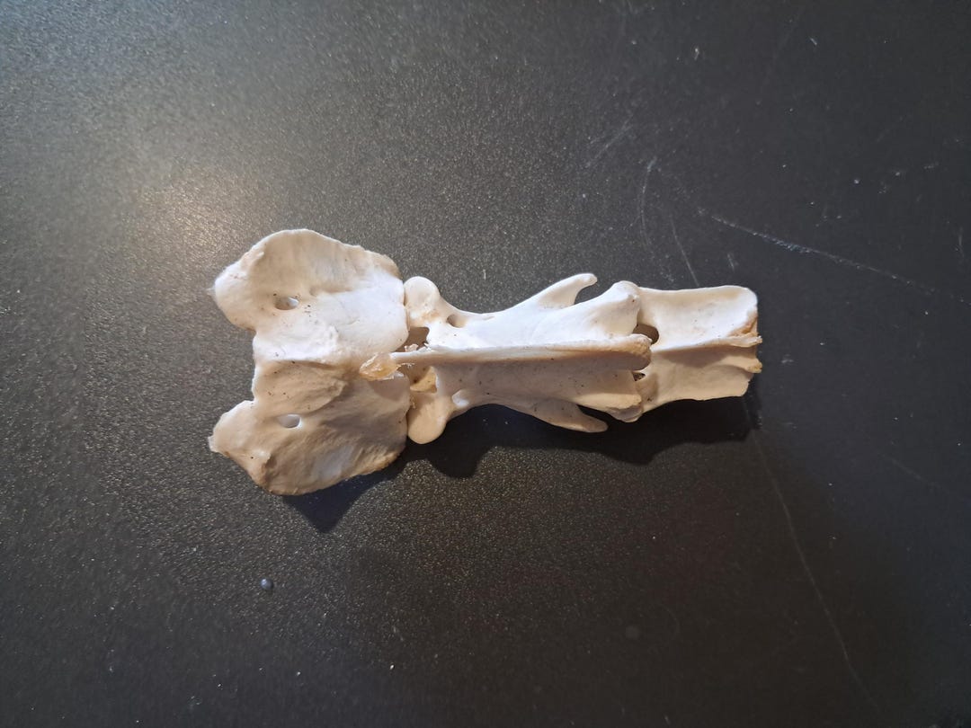 Section of Cervical Vertebrae of Roe Deer - Etsy UK