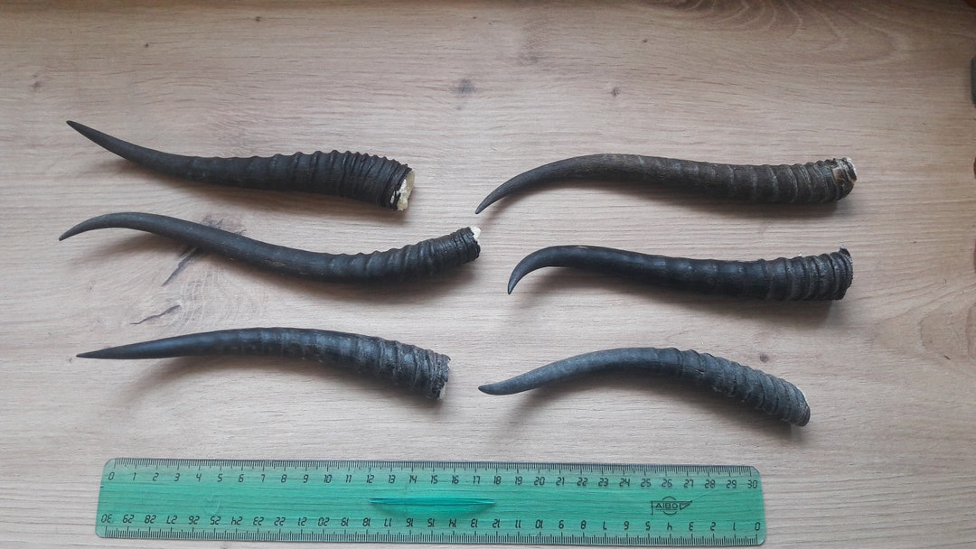 Female Springbok Horn Antidorcas Marsupialis - Etsy