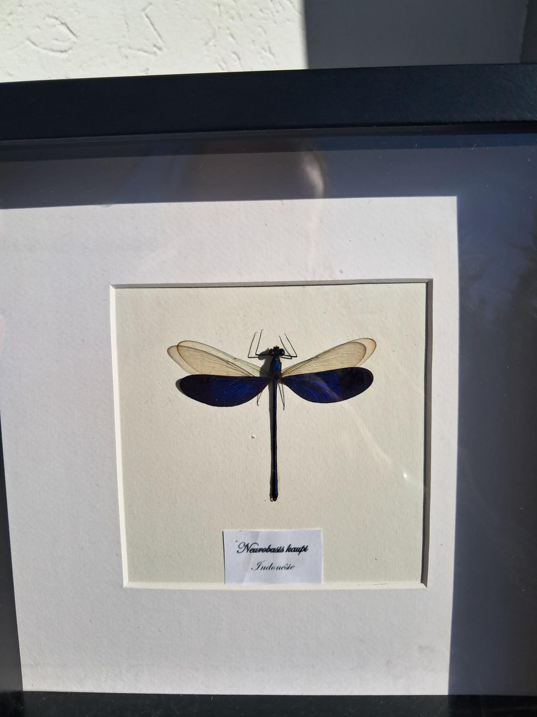 Dragonfly Frame neurobasis Kaupi - Etsy