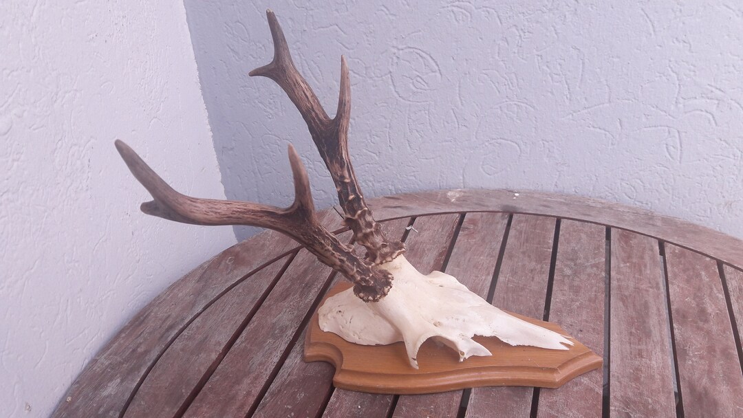 Siberian Deer Trophy on Crest Capreolus Pygargus - Etsy