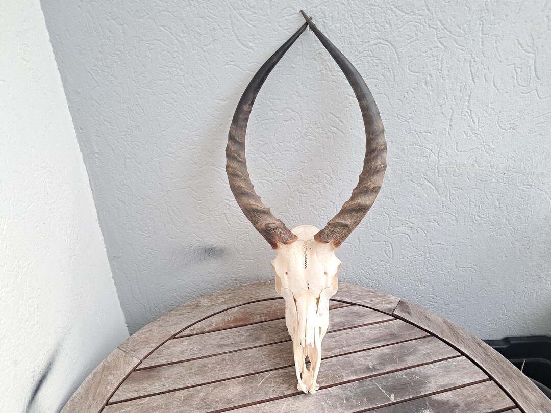 Impala Skull With Jaw aepyceros Melampus 0912 - Etsy