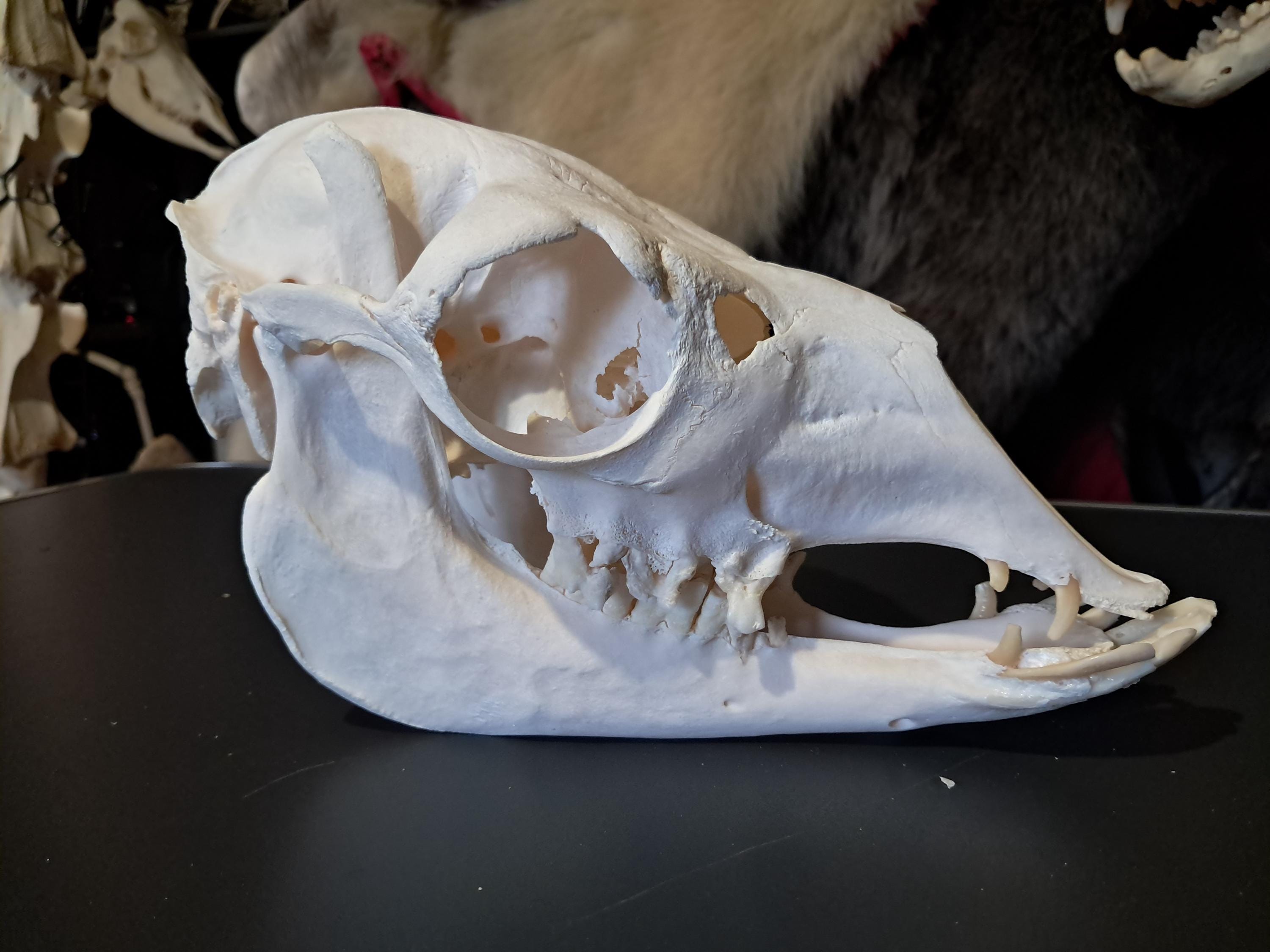 Alpaca Skull