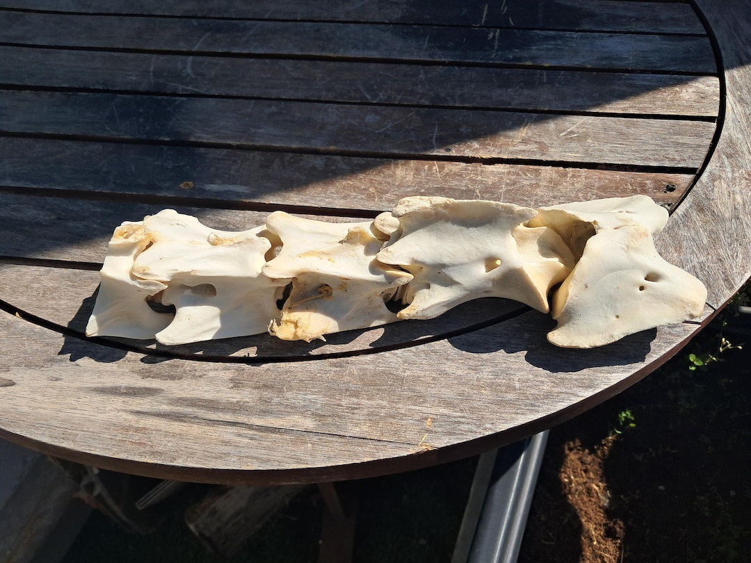 Set of 4 Cervical Vertebrae of Red Deer; Cervus Elaphus - Etsy