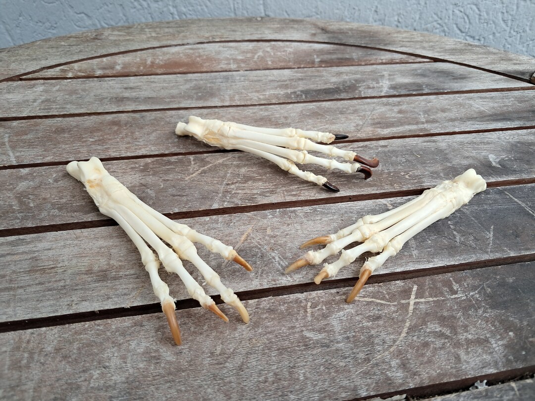 Mammal Leg Osteology Osteological Assembly for 1 Unit - Etsy