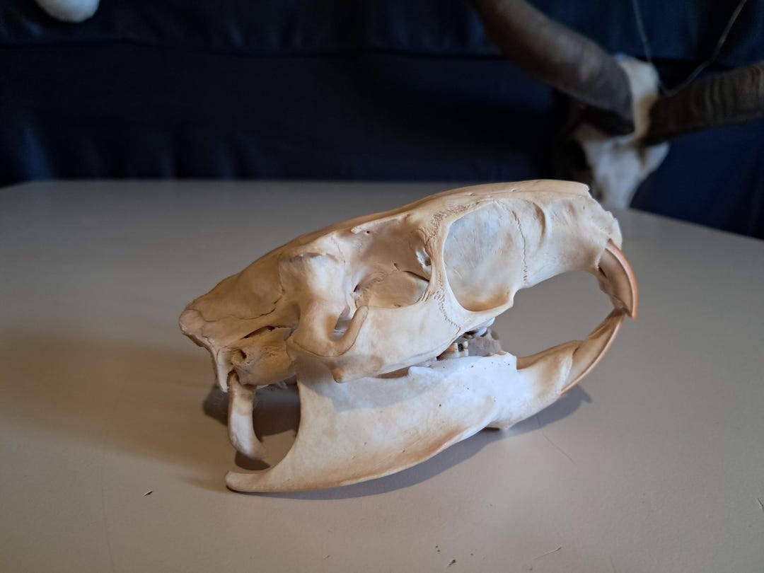 Nutria Skull; Myocastor Coypus #4 - Etsy