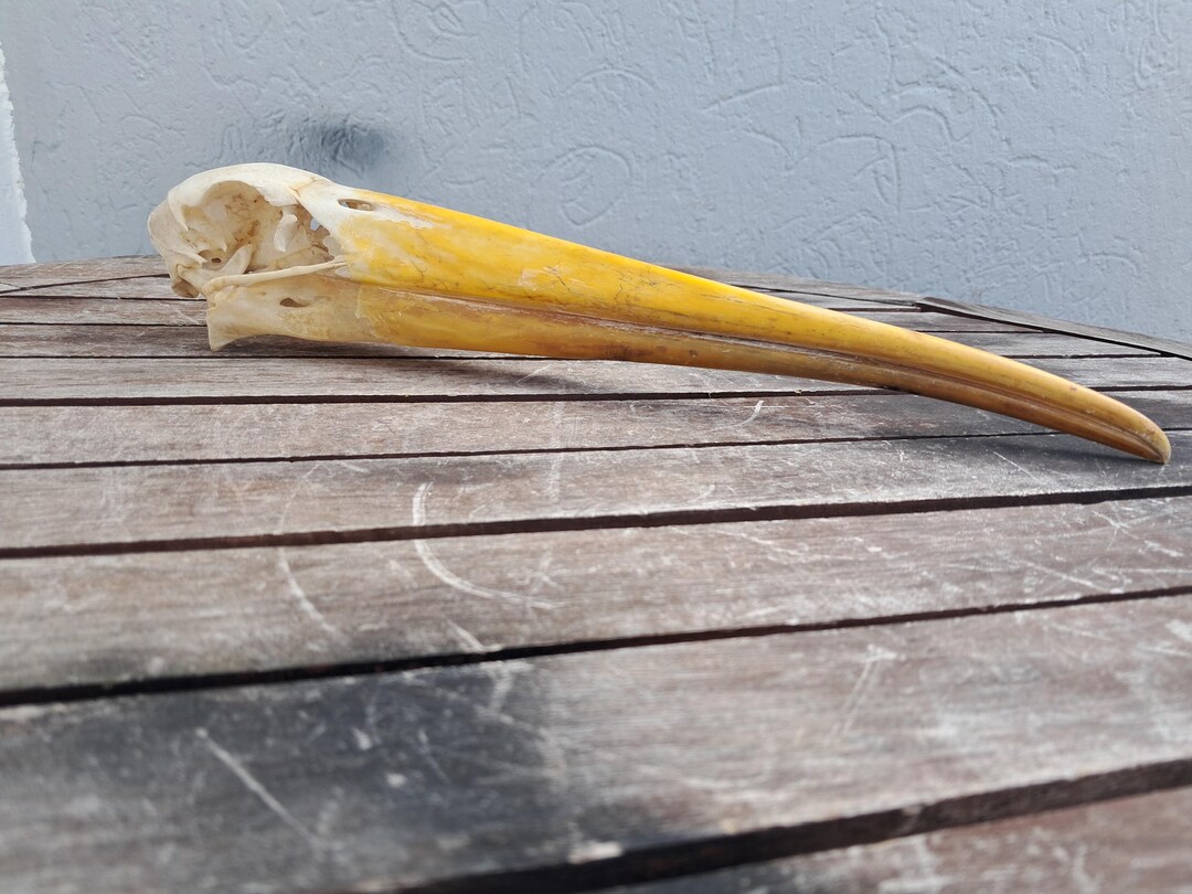 Skull of Tantalus Ibis African Yellow-billed Stork Mycteria Ibis - Etsy