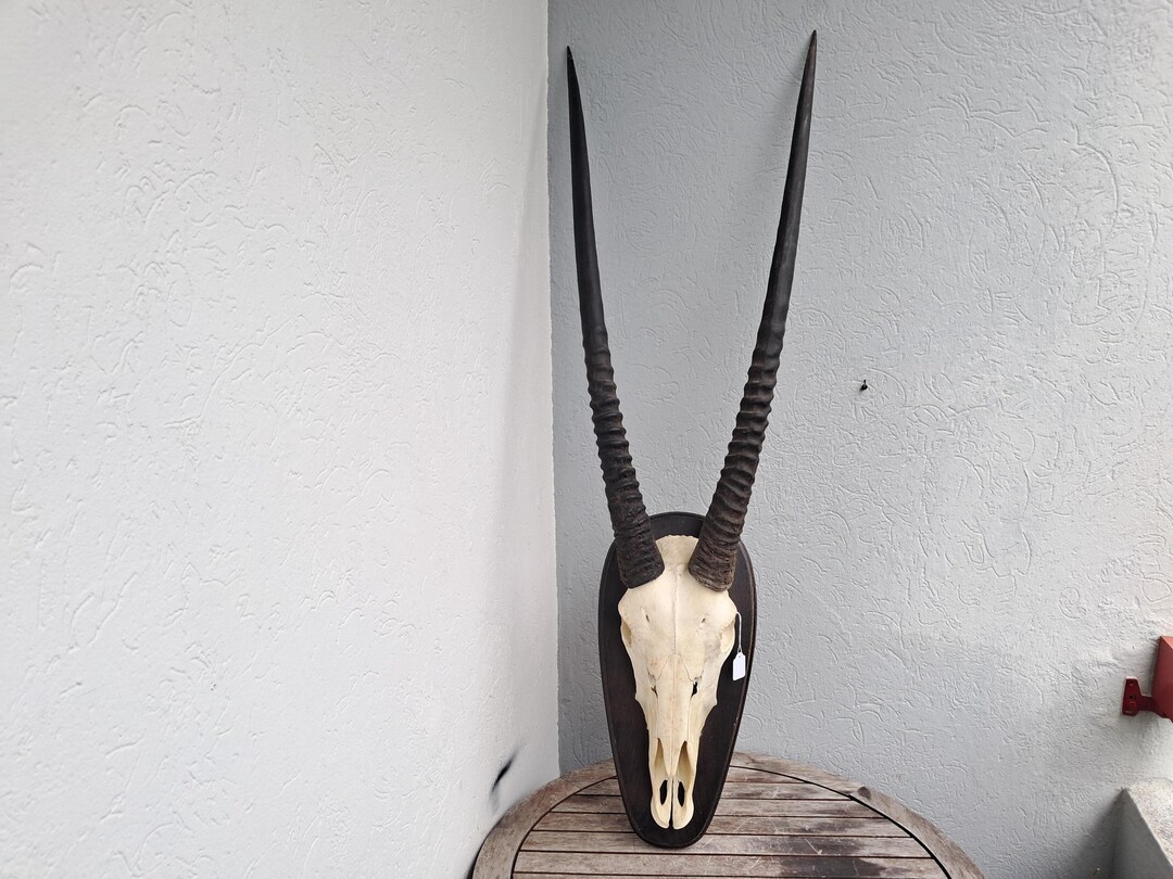 Oryx Trophy on Shield With Large Horns - Etsy