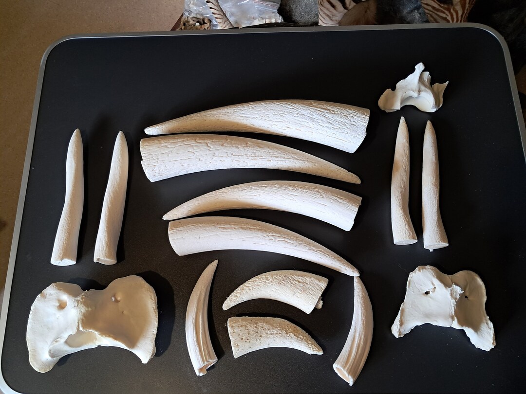 Batch of Horns / Atlas of Buffalo and Antelope (bone Cores) - Etsy