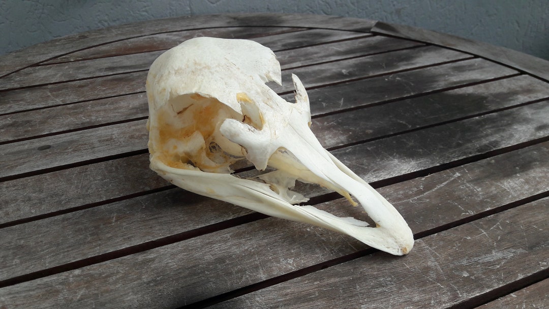 Ostrich Skull Struthio Camelus - Etsy