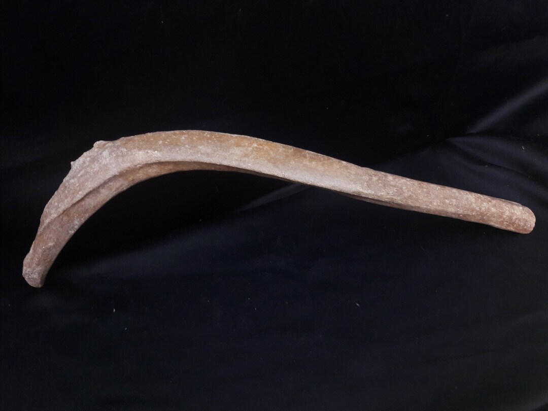 Fossilized Rib - Etsy
