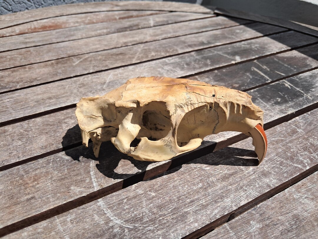 Nutria Skull; Myocastor Coypus #2 - Etsy