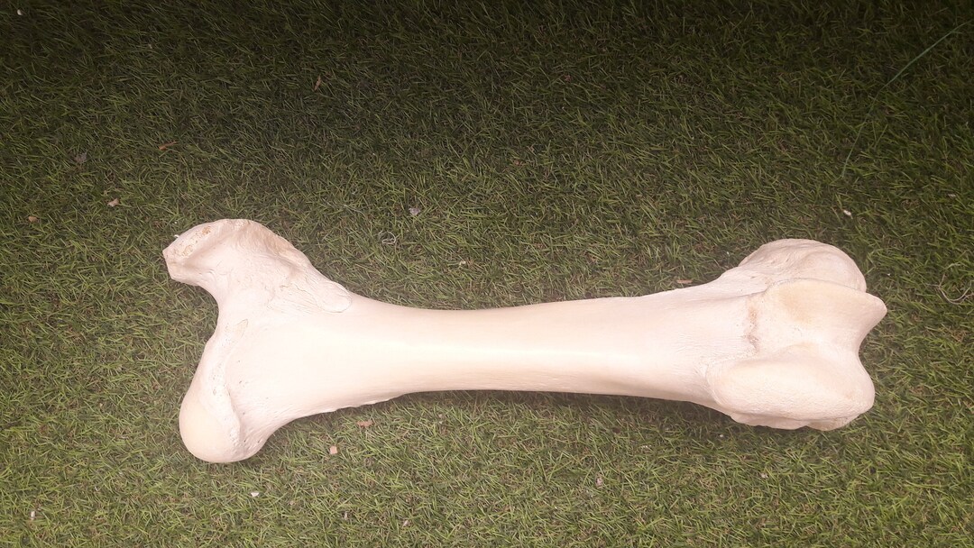 Giraffe Femur Giraffa Camelopardalis - Etsy UK