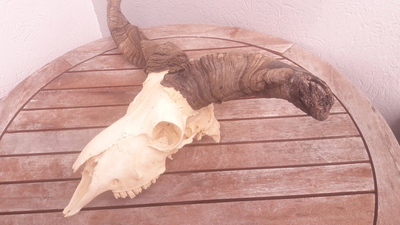Racka Skull - Etsy