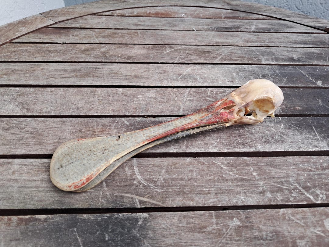 African Spoonbill Skull Platalea Alba 11 - Etsy