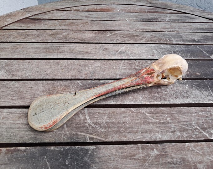 African Spoonbill Skull; Platalea Alba #11 - Etsy